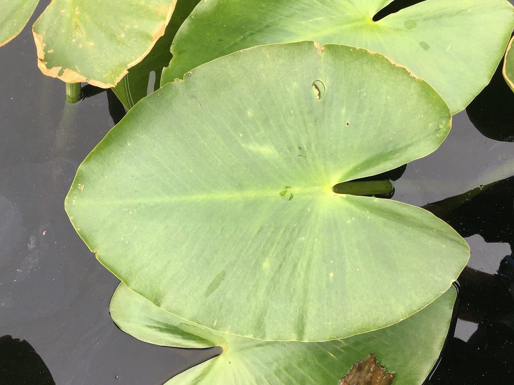 spatterdock from Bath Pond, Akron, OH, US on October 07, 2019 at 01:04 ...