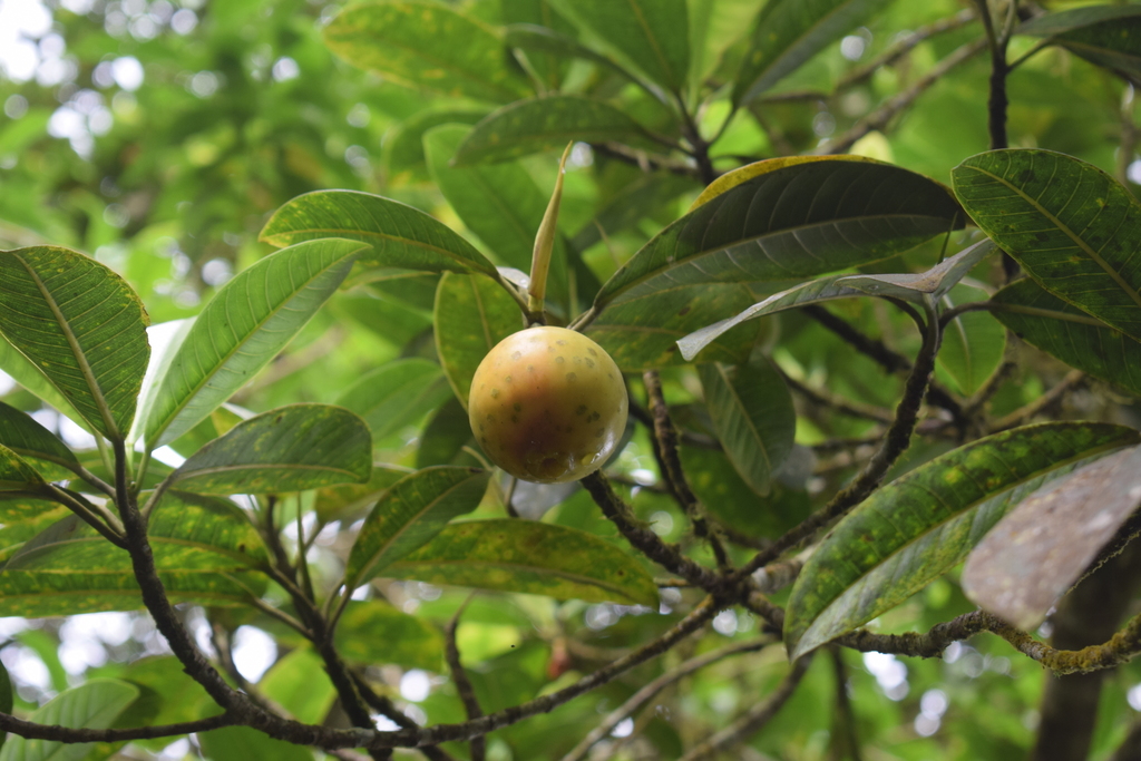 Ficus crassiuscula (Especies forestales de la amazonía peruana ...