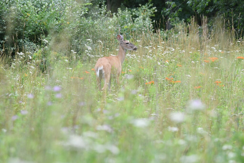 White-tailed Deer from Macomb County, MI, USA on July 7, 2025 at 10:09 ...
