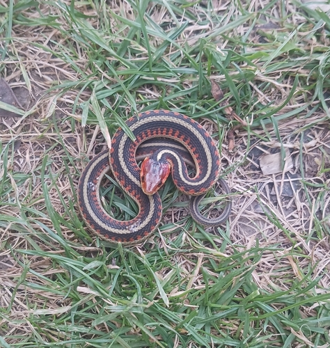 California Red-sided Garter Snake (Thamnophis sirtalis infernalis ...