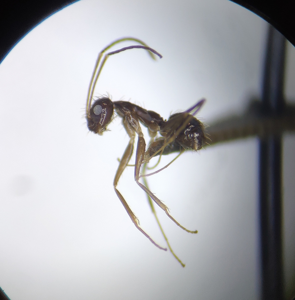 Longhorn Crazy Ant from Melanos, Chloraka, Cyprus on July 31, 2019 at ...