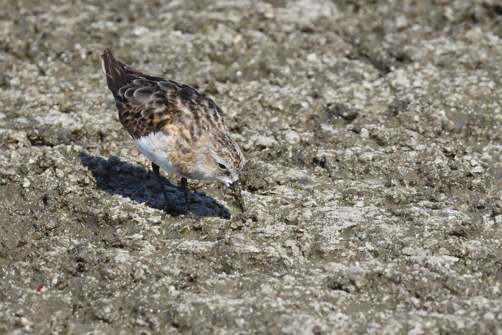 Little Stint from Greater Nigel, Nigel, 1496, South Africa on October 6 ...