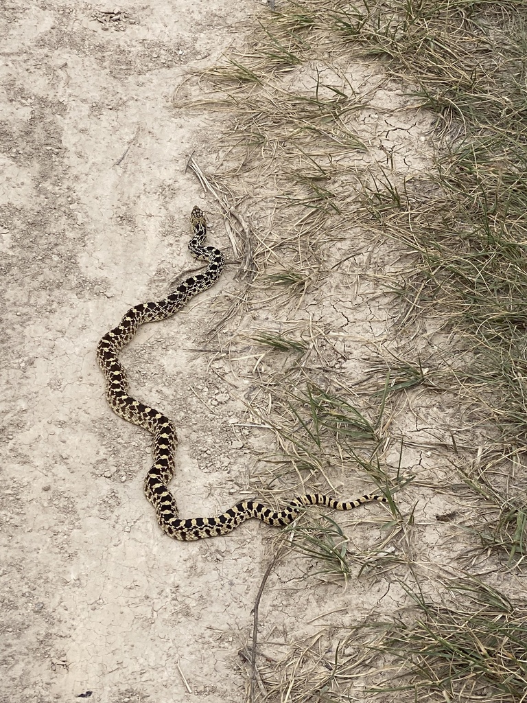 Bullsnake from Badlands National Park, Philip, SD, US on July 11, 2025 ...