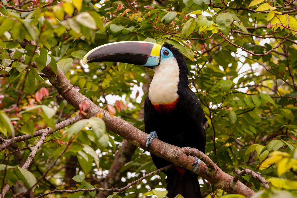 Tucano-de-peito-branco (Aves na Reserva Ducke) · iNaturalist