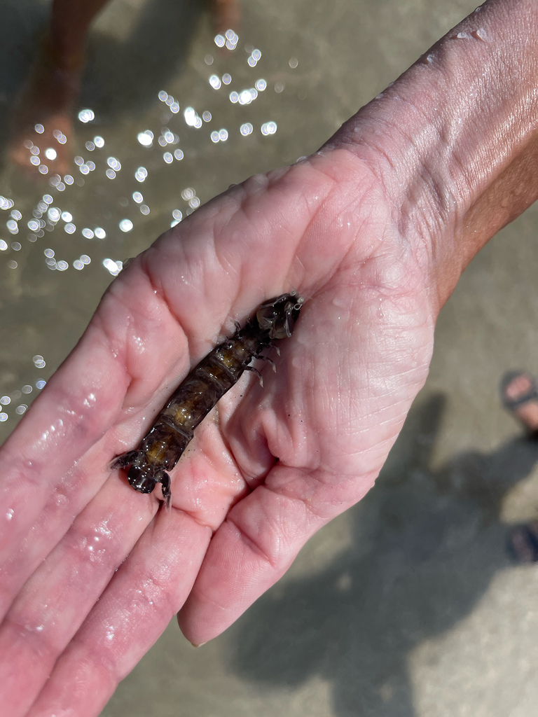 Coronis scolopendra from Wilmington, NC, US on July 11, 2025 at 02:35 ...