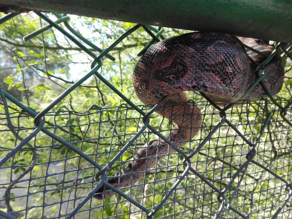 Mexican West Coast Boa Constrictor from Hermosillo, Sonora, México on ...