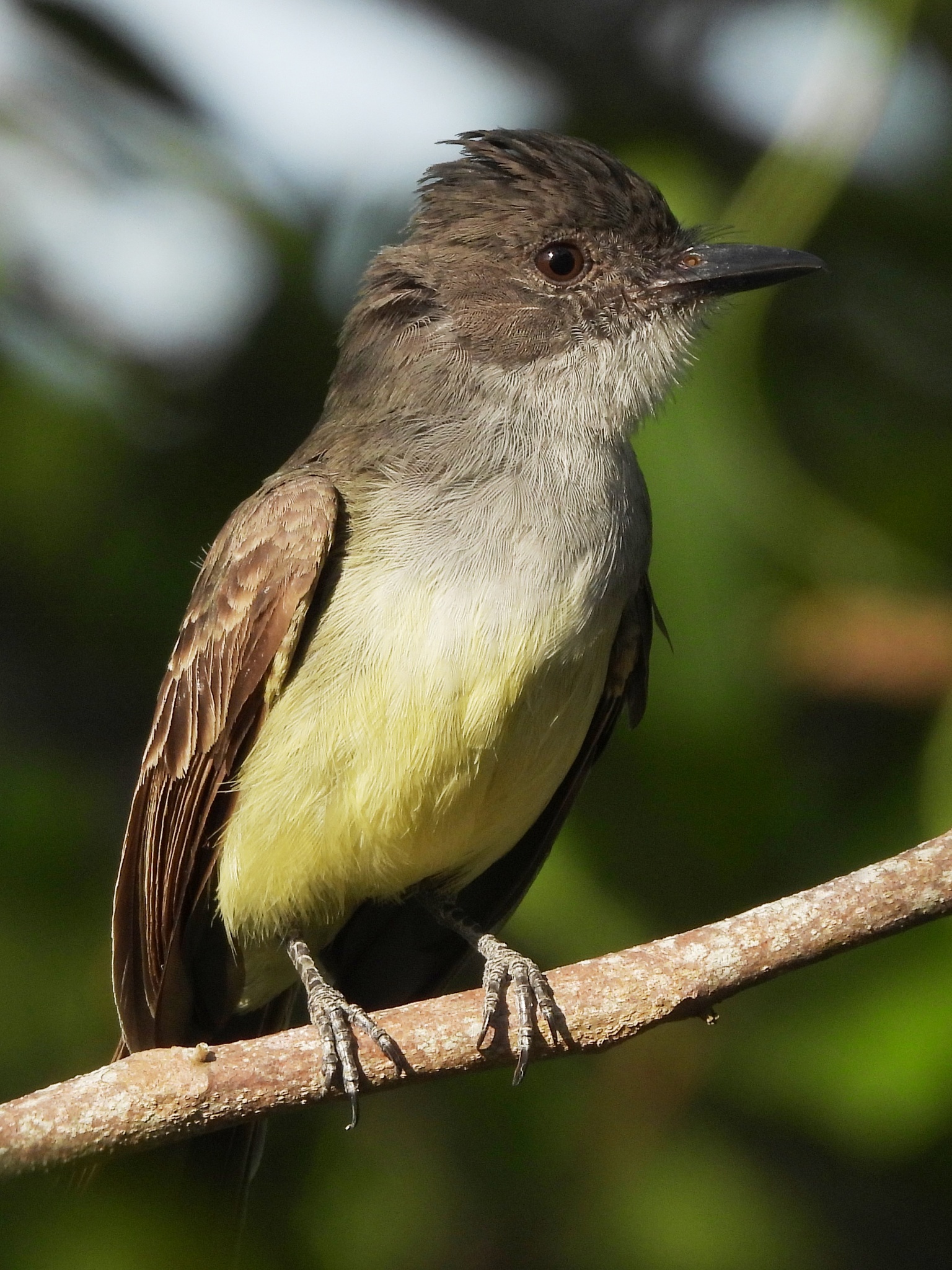 Dusky Capped Flycatcher
