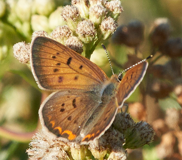 Purplish Copper (Fossil Butte National Monument Butterfly Guide 🦋 ...