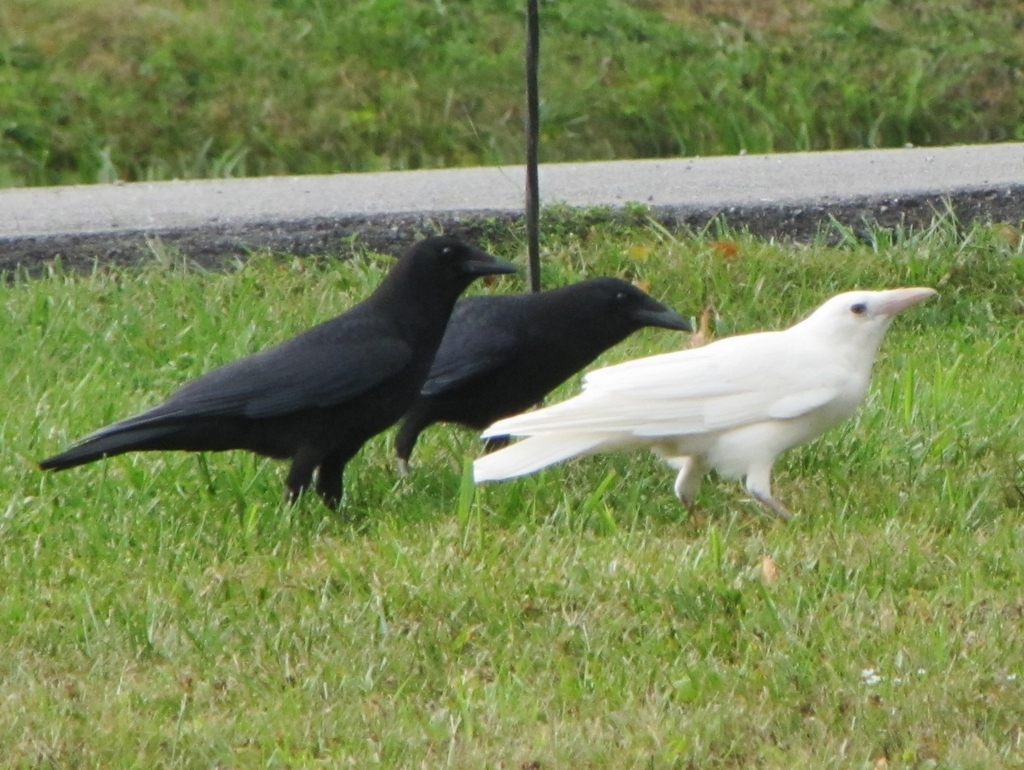 American Crow from Banner Elk, NC 28604, USA on October 06, 2019 at 01: ...