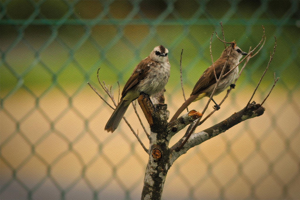 Gray-cheeked Bulbul (Birds of Thailand) · iNaturalist