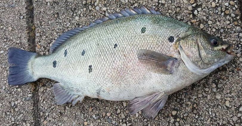 Barcoo Grunter from Mawson Lakes, Adelaide on October 26, 2016 by ...