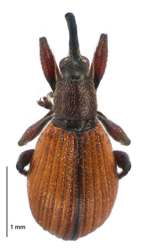 Genus Strobilobius · iNaturalist