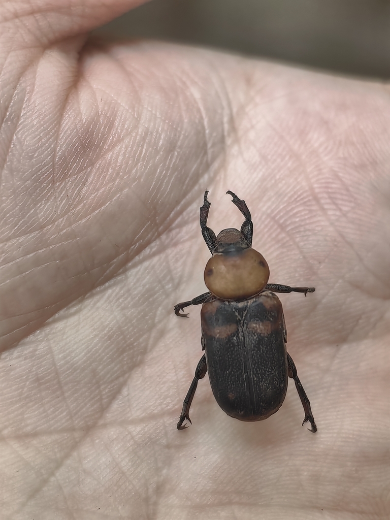 Clinterocera trimaculata from Zunyi, CN-GZ, CN on July 12, 2025 at 12: ...