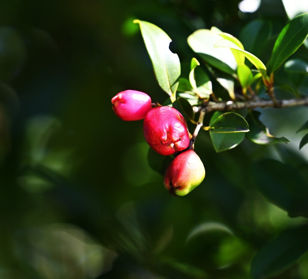 scrub cherry from Sydney NSW, Australia on July 12, 2025 at 12:18 PM by ...