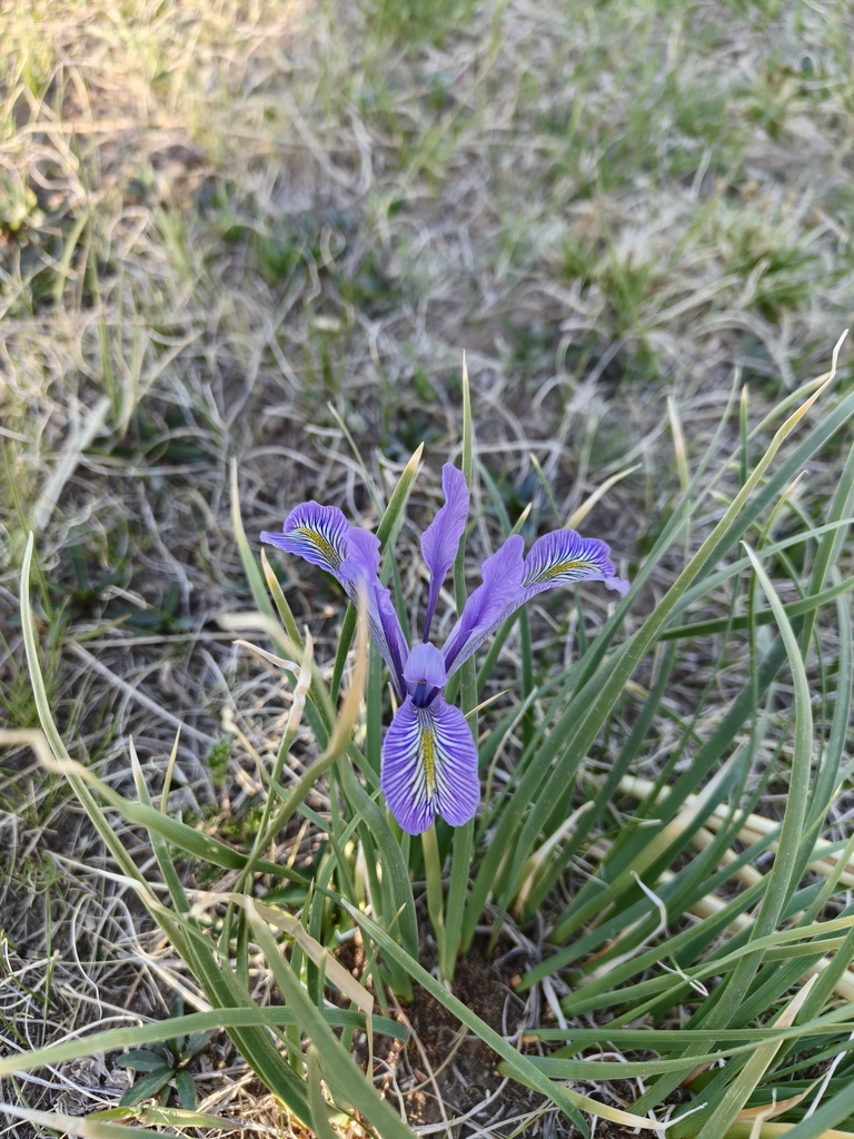 Iris loczyi from 中国青海省海南藏族自治州共和县 on June 14, 2025 at 07:21 AM by khola ...