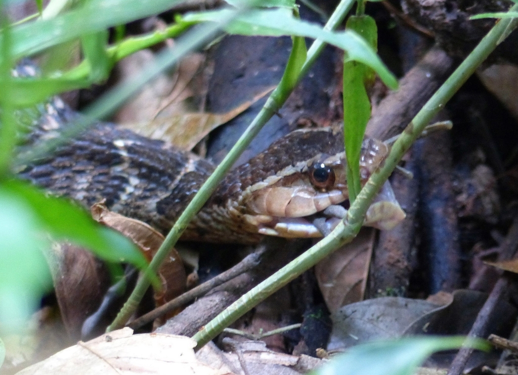 False Fer-de-lance from La Fortuna, Alajuela Province, San Carlos ...