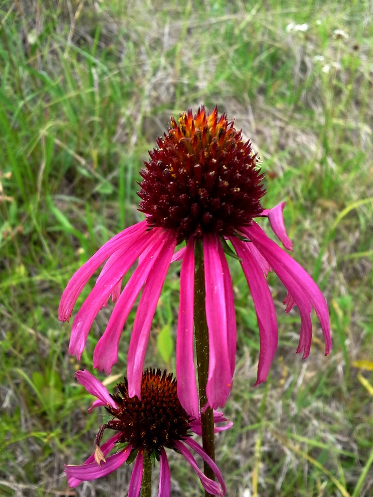 Bush's purple coneflower in May 2014 by Eric Keith. Small remnant ...
