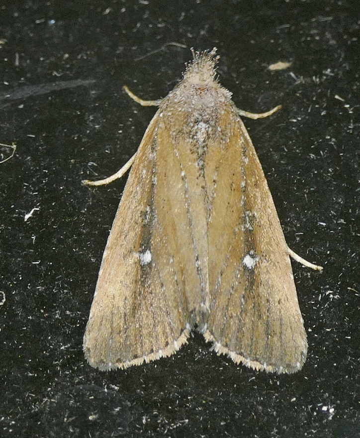 White-dotted Groundling (Lee County SC Moths) · iNaturalist