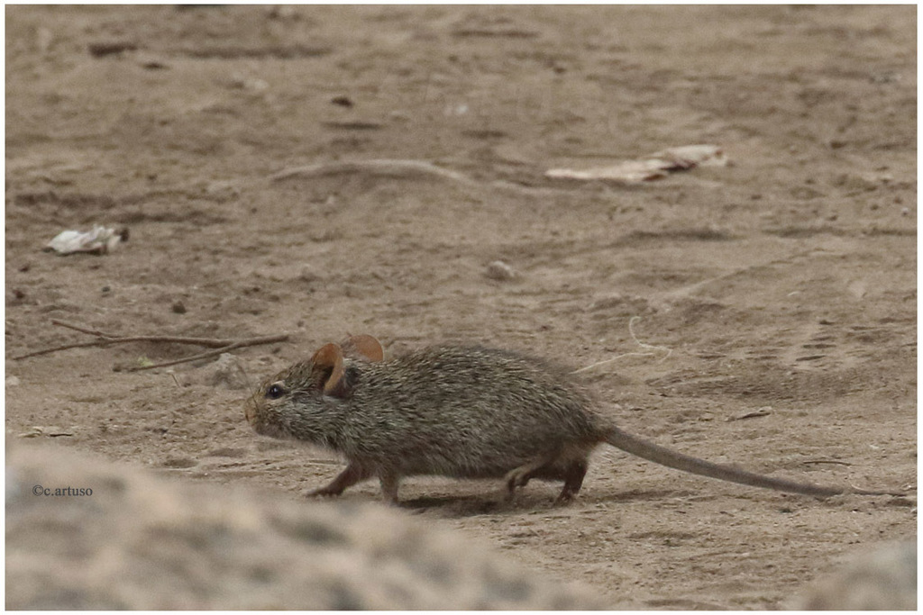 Nile Grass Rat (Arvicanthis niloticus) - Know Your Mammals