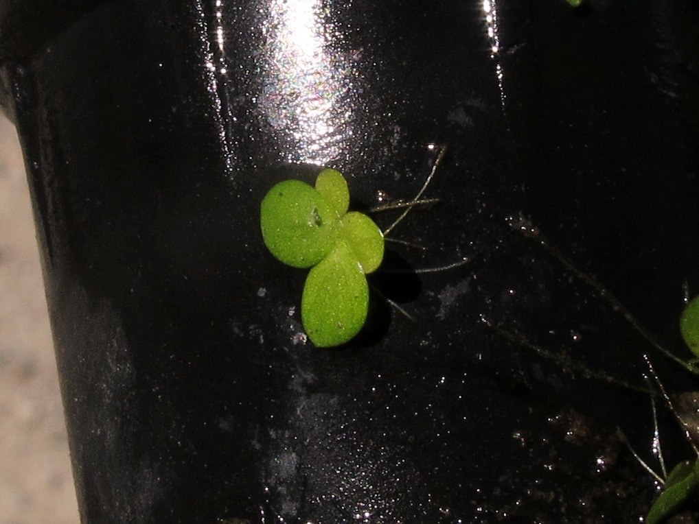 dotted duckweed (Landoltia punctata) - Botanical Realm