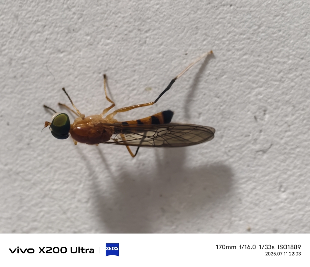 Ptecticus australis from Yichun, CN-JX, CN on July 11, 2025 at 10:03 PM ...