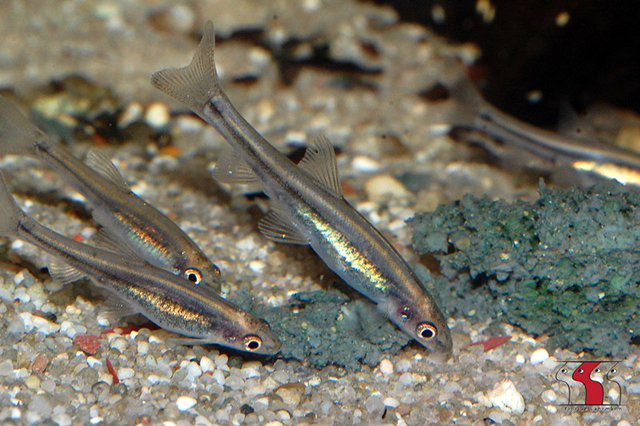 Shellears (Kneriidae) - Marine Life Identification
