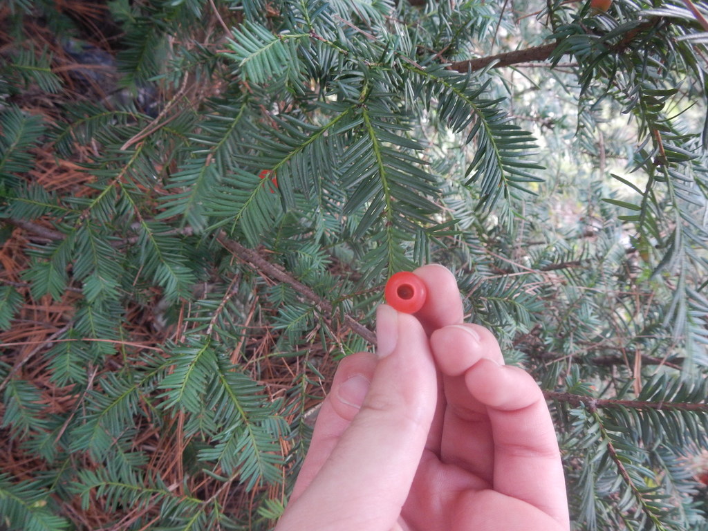 Mexican yew from Santiago, N.L., México on September 27, 2019 at 05:39 ...