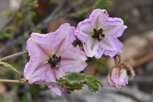 large flowered thomasia (Thomasia grandiflora) · iNaturalist Australia