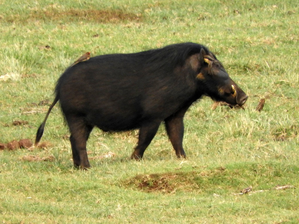 Giant Forest Hog (Hylochoerus meinertzhageni) - Know Your Mammals