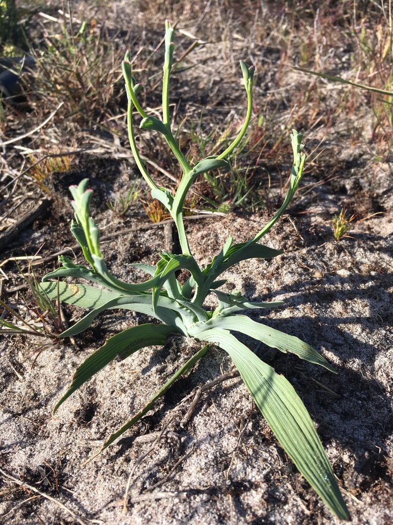 Long Kabong from Cape Farms, Cape Town, WC, ZA on October 8, 2019 at 08 ...