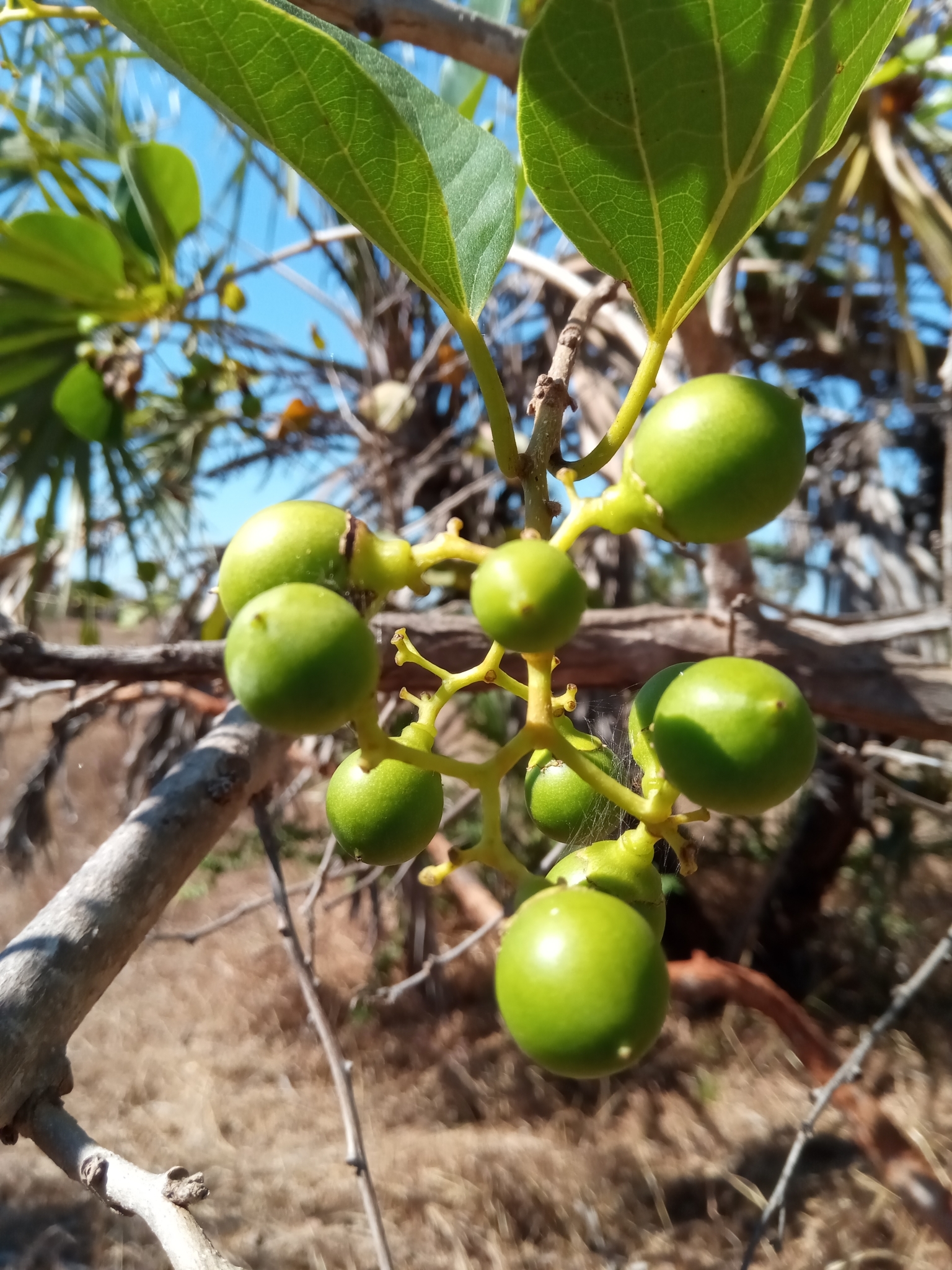 Cordia myxa L.