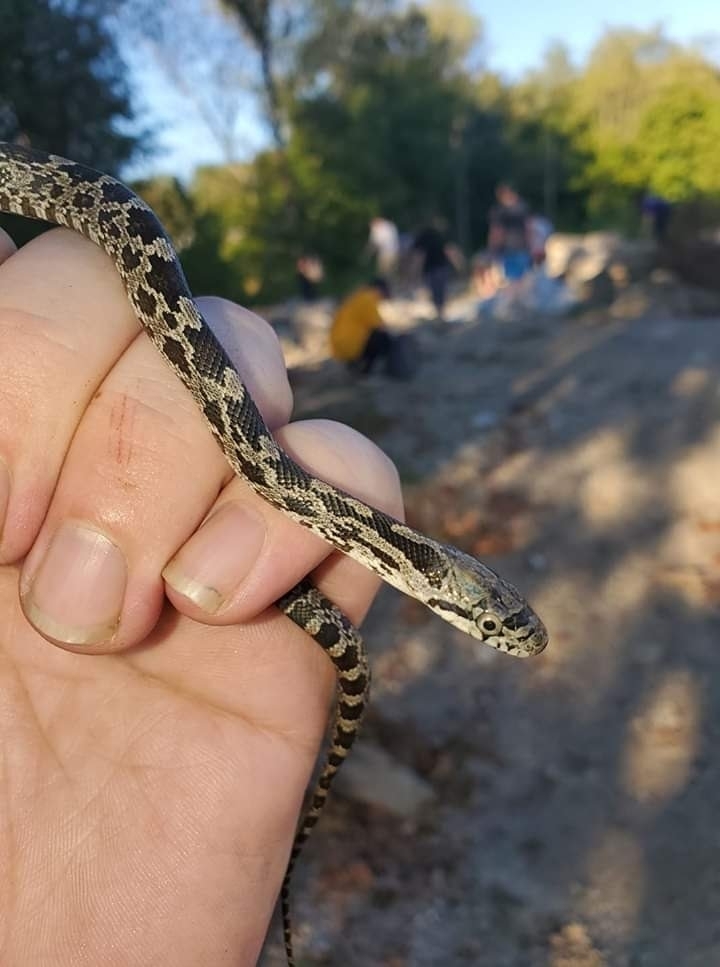 Gray Ratsnake from West Liberty, WV, USA on October 8, 2019 at 02:27 AM ...