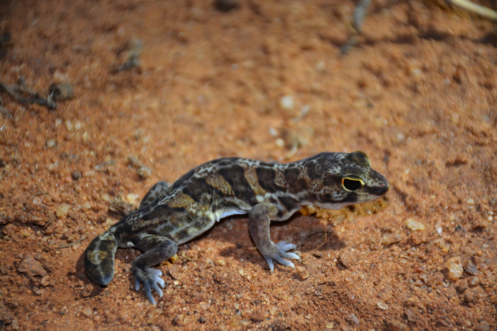African Whole-toed Gecko from Mkomazi National Park, Tanzania on April ...