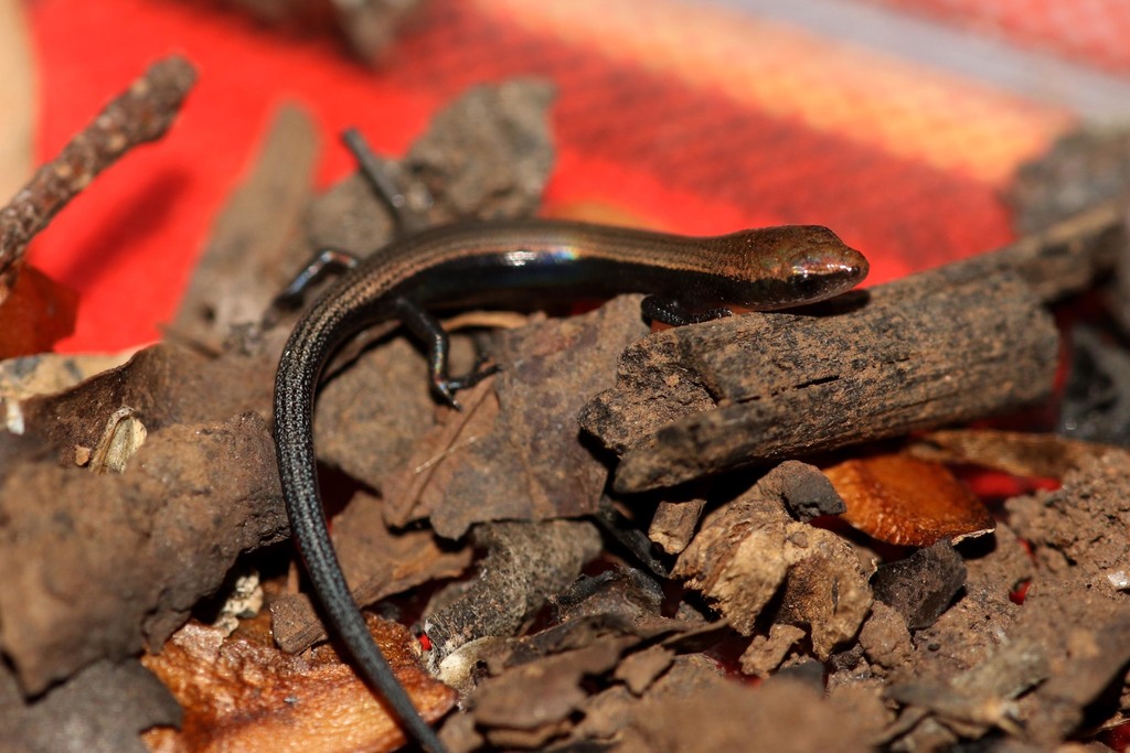 Panaspis from Morogoro, Tansania on October 17, 2016 at 06:52 PM by ...