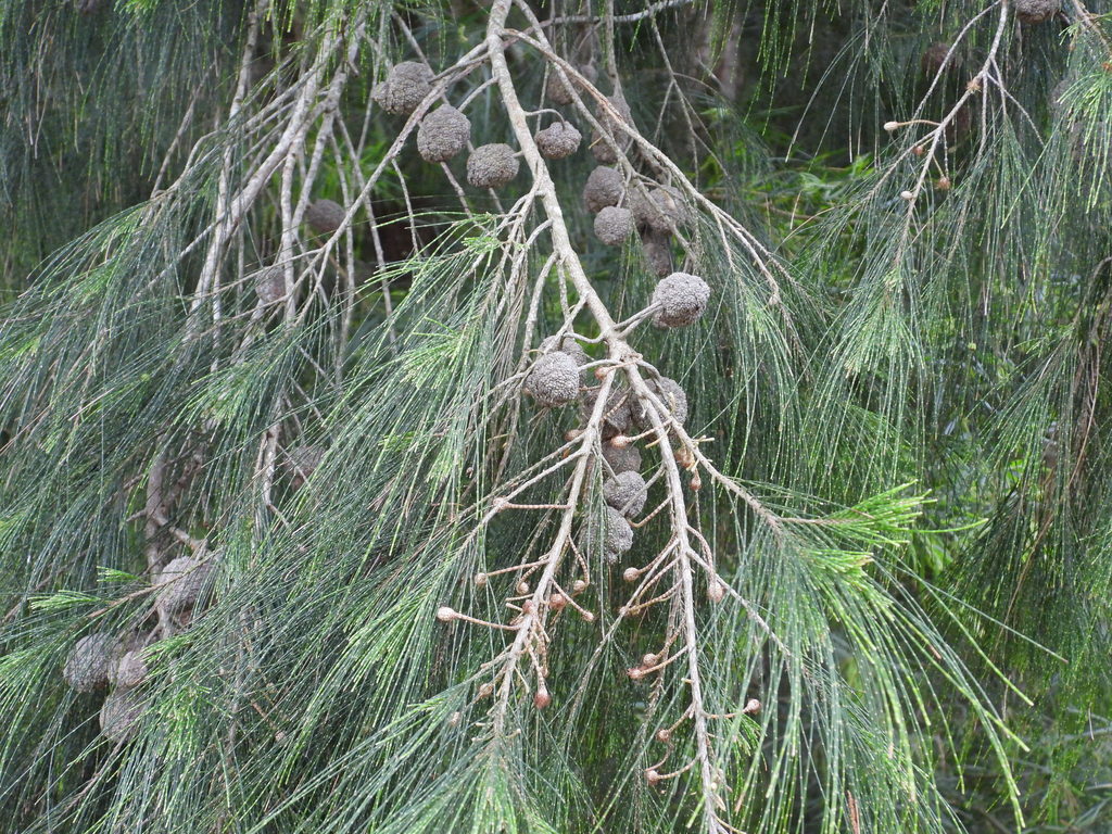 Forest sheoak from Nambucca Heads NSW 2448, Australia on October 8 ...