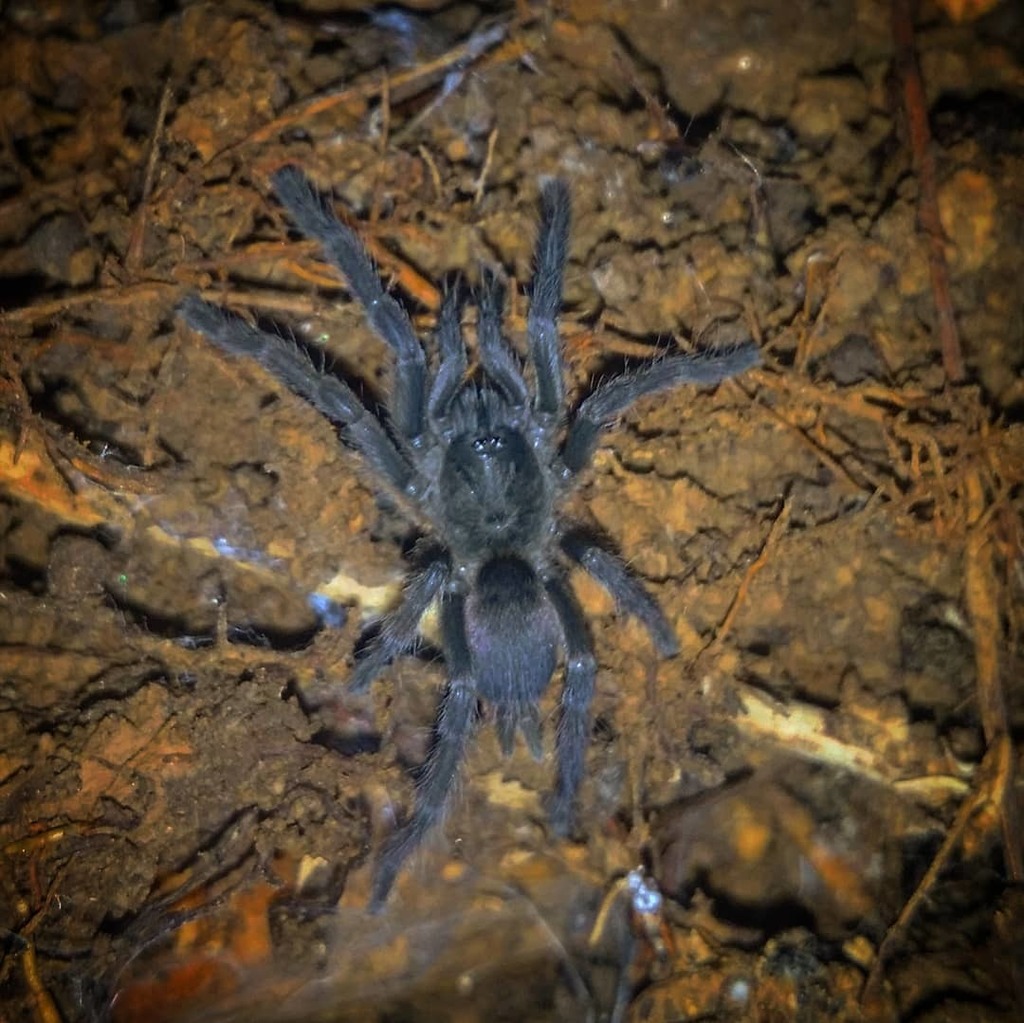 Asia-Pacific Tarantulas from Ranong 85000, Thailand on October 11, 2018 ...
