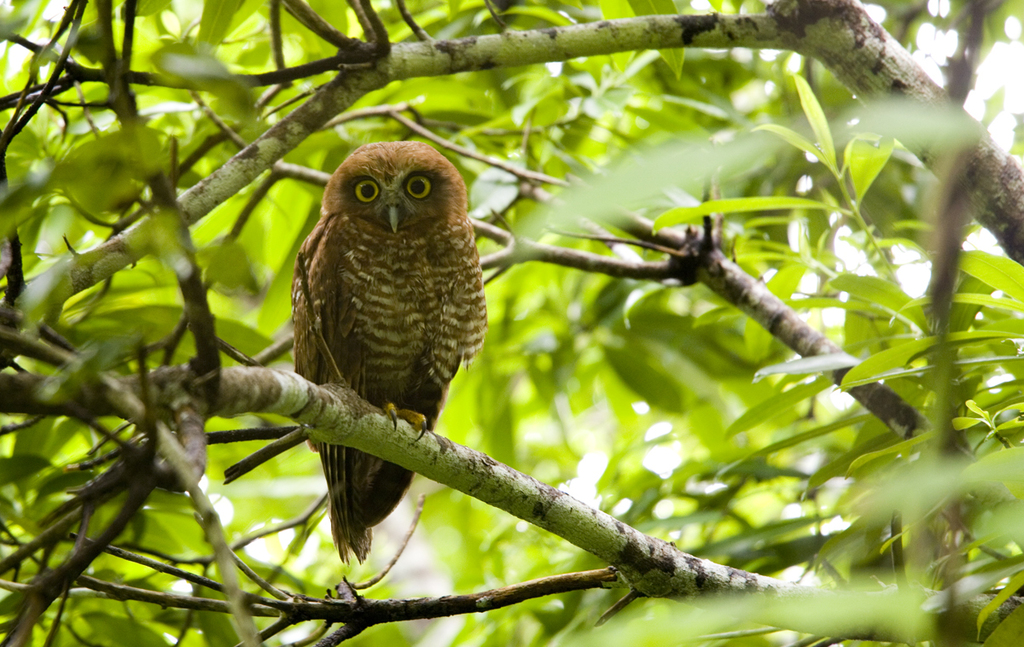 Christmas Boobook (Ninox natalis) - Avian Discovery