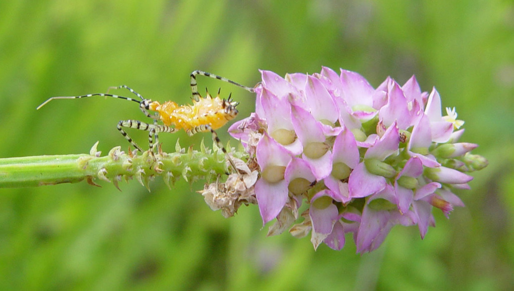 Ringed Assassin Bug from Gulf State Park, Gulf Shores, Baldwin Co., AL ...
