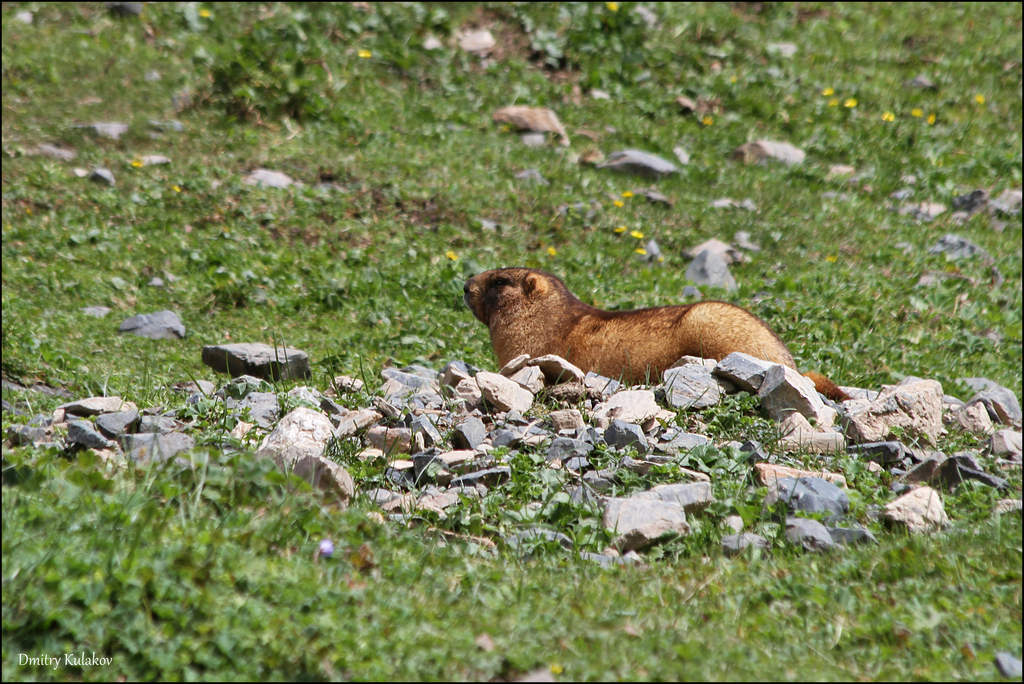 Grey Marmot from Джети-Огузский район, Киргизия on August 17, 2016 at ...