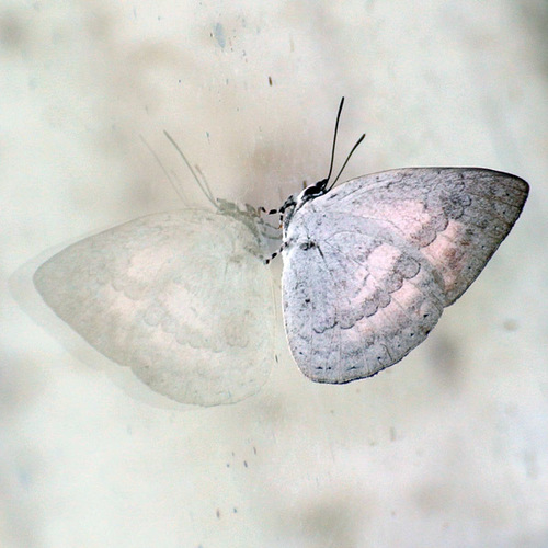 Regular Sunbeam (Curetis regula) · iNaturalist
