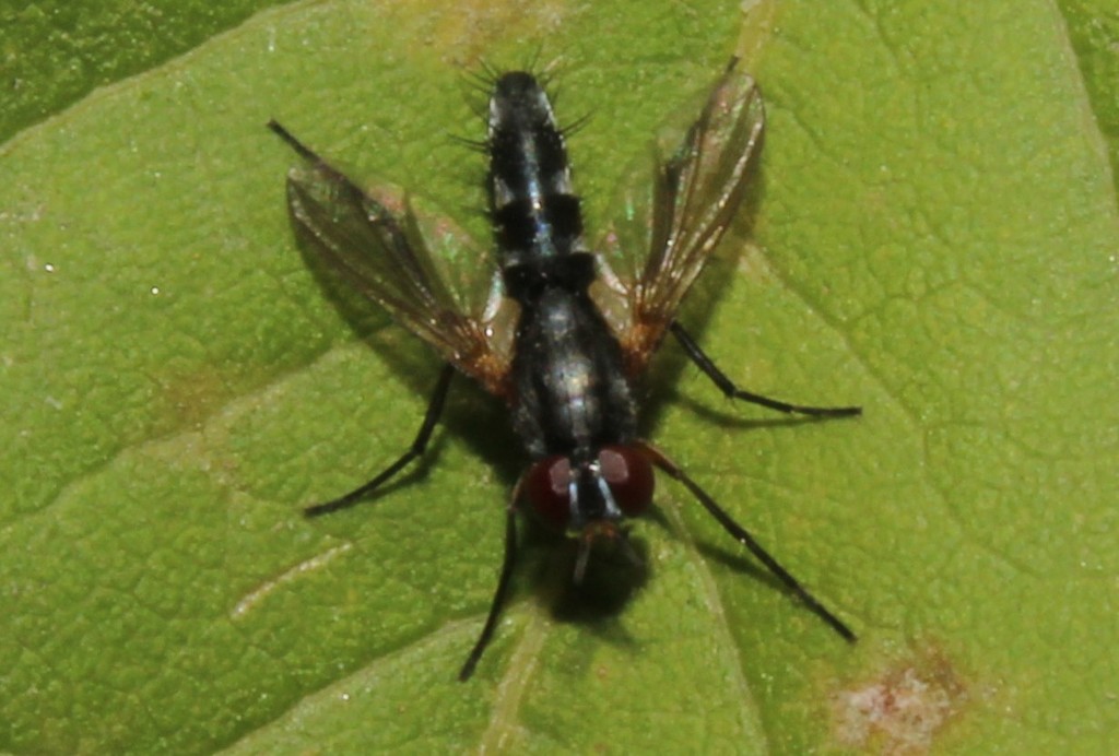 Mintho rufiventris from Αθήνα, Ελλάδα on October 8, 2019 at 11:54 AM by ...