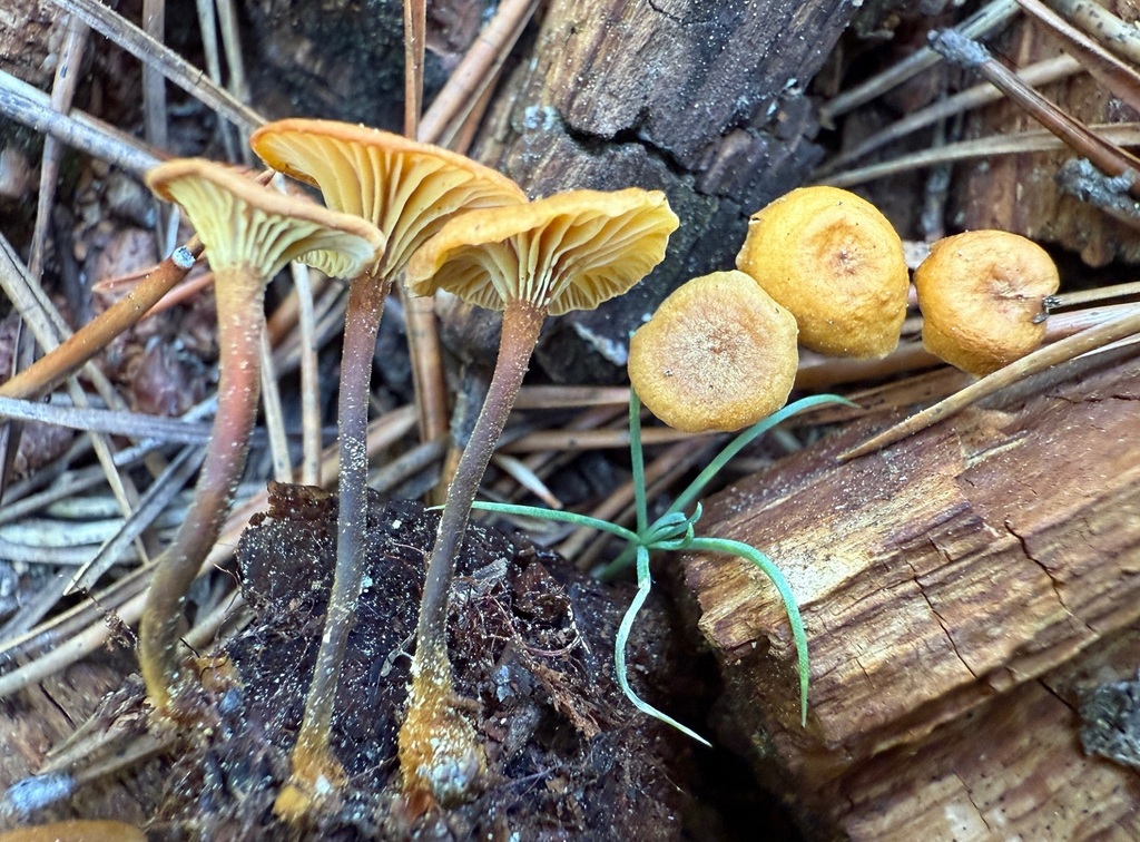 Xeromphalina cirris from Valley County, ID, USA on July 11, 2025 at 07: ...