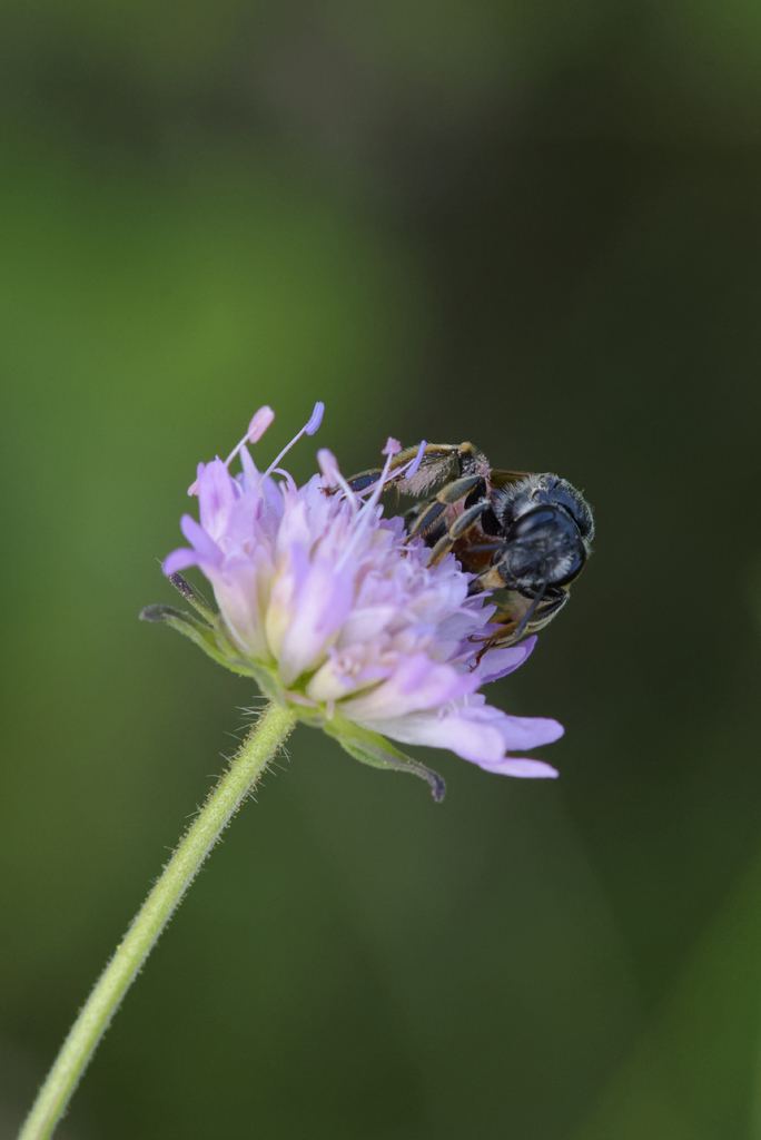 Large Scabious Mining Bee from Provincia di Asti, Italia on June 28 ...