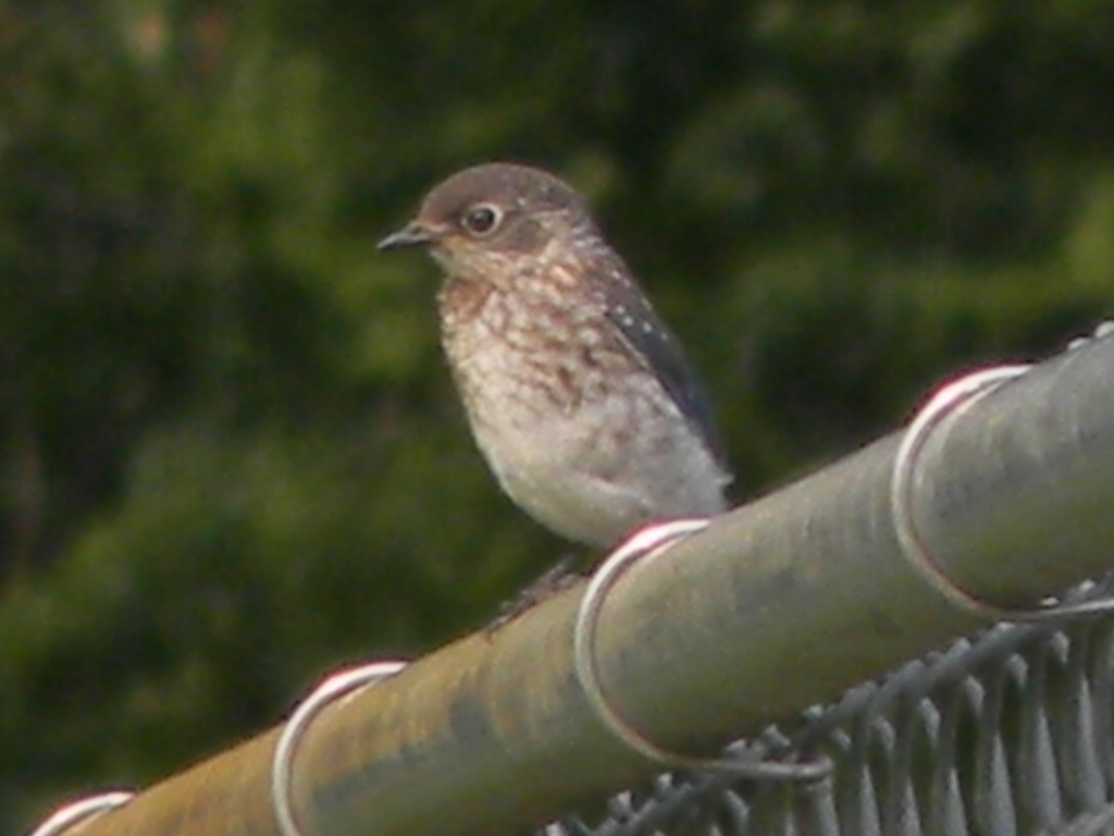 Eastern Bluebird from Brookside Park, Ames, Iowa, USA on July 12, 2025 ...