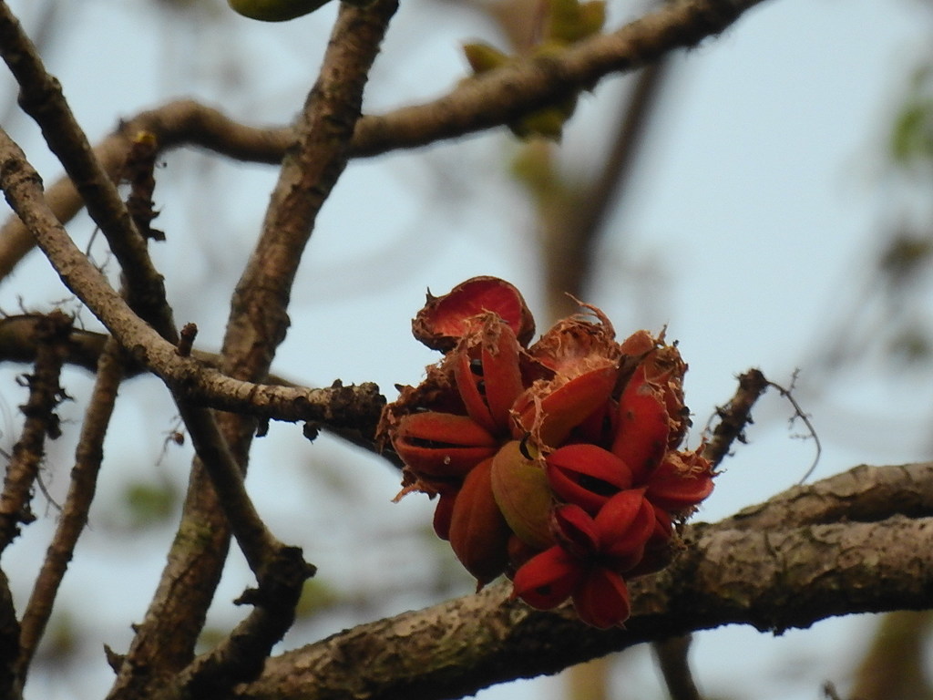elephant rope tree (Kanha National Park - Plants) · iNaturalist