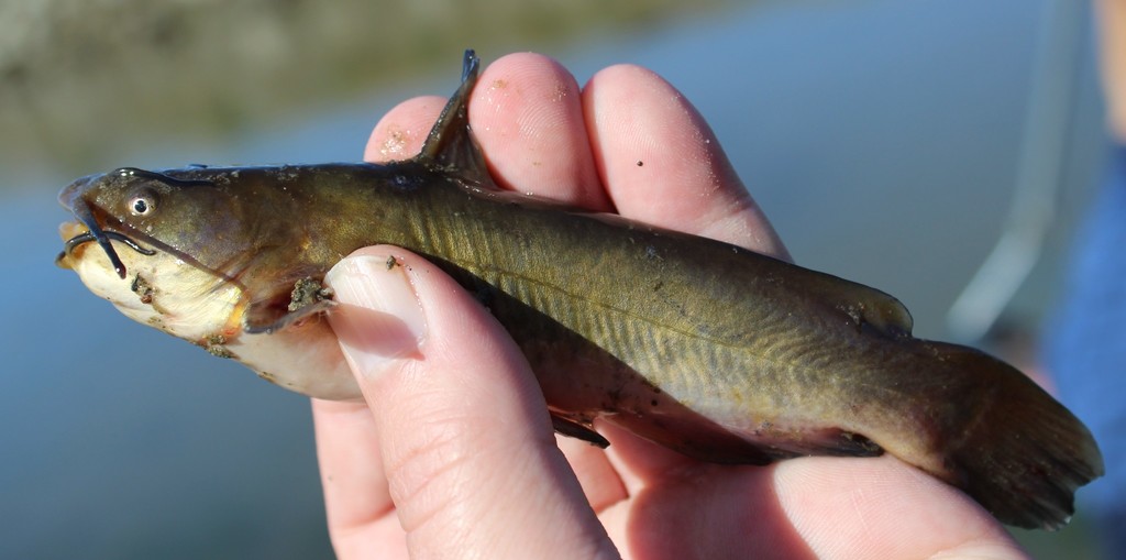 Black Bullhead from Canyon County, ID, USA on October 7, 2019 by ...