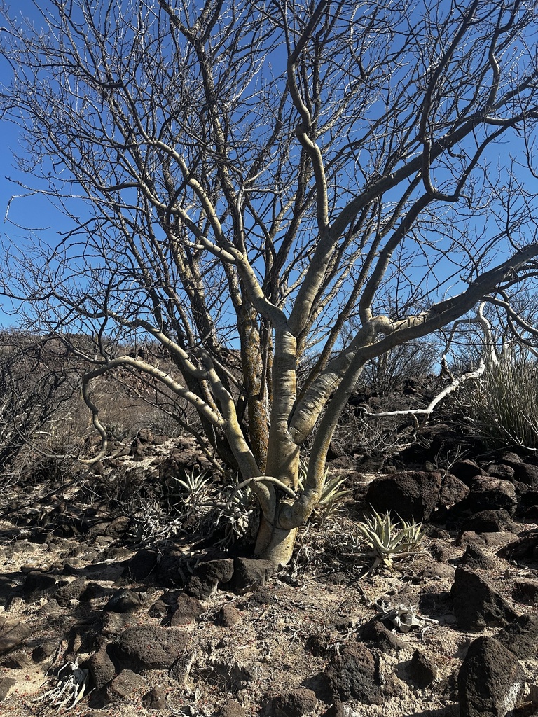Baja Elephant Tree from Carretera Santa Rosalía-Guerrero Negro, Mulegé ...