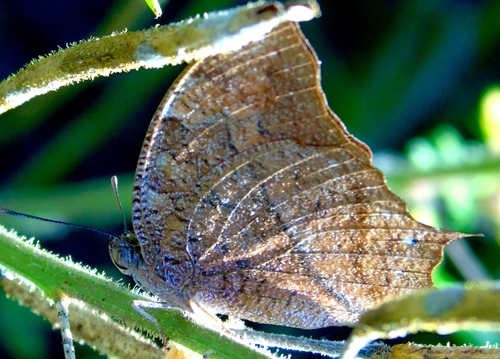 (Fountainea glycerium subsp. yucatanum)