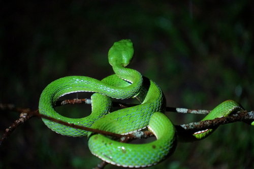 Chinese Green Tree Viper (Trimeresurus stejnegeri) - Snakes and Lizards
