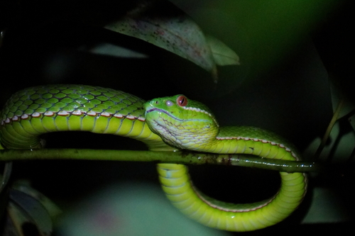 Chinese Green Tree Viper (Trimeresurus stejnegeri) - Snakes and Lizards